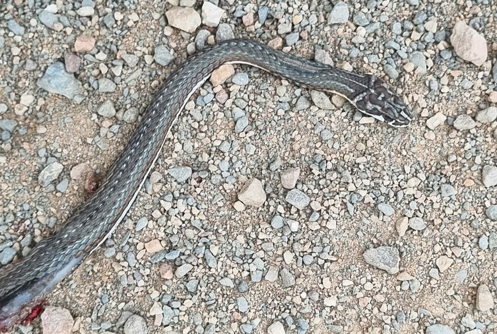 Karoo Sand Snake from Baviaanskloof region, Sarah Baartman District ...