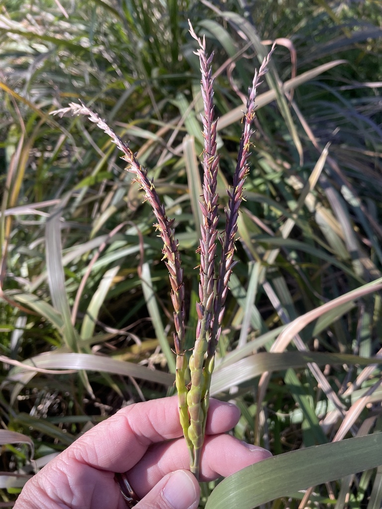 eastern gamagrass from Cedar Hill State Park, Cedar Hill, TX, US on ...