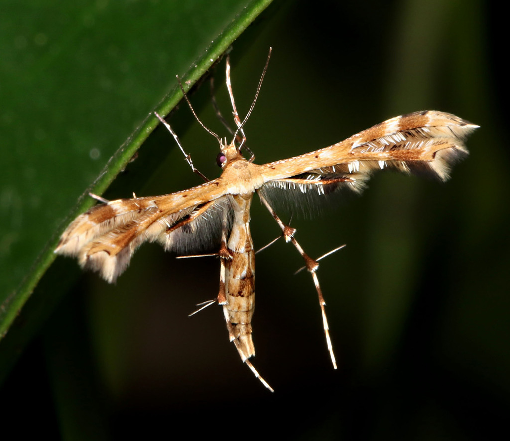 Fire-flag Plume Moth in January 2024 by juliegraham173 · iNaturalist