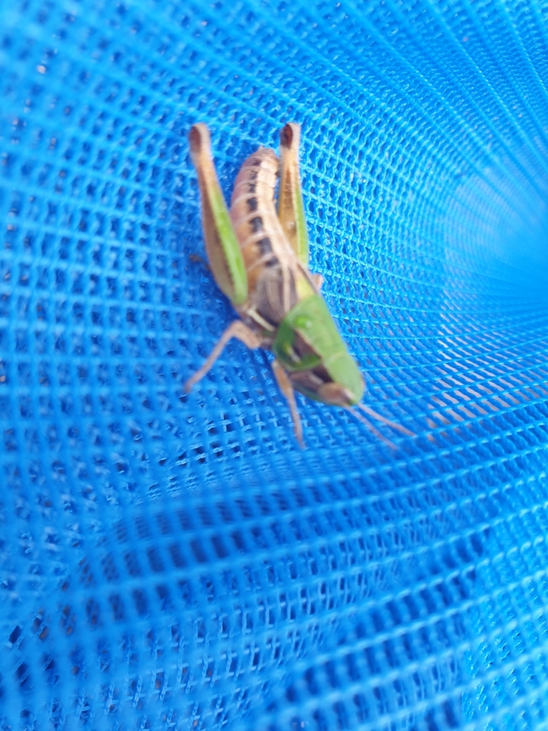 Praxibulus ulnaris from Jarrahmond VIC 3888, Australia on January 13 ...