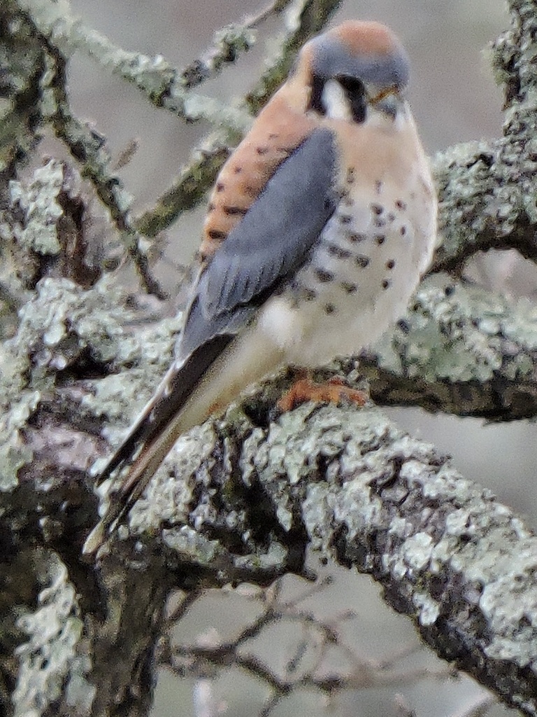 Northern American Kestrel from Sonoma County, CA, USA on January 12 ...