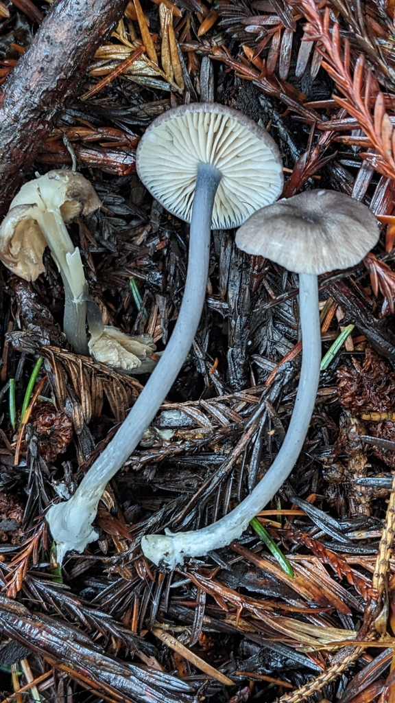 Cyanula from Ridgewood, CA 95503, USA on January 12, 2024 at 11:31 AM ...