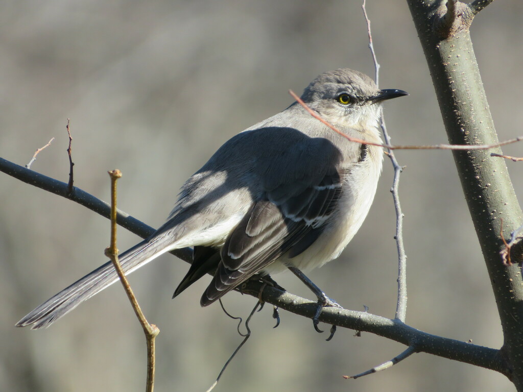 Northern Mockingbird from Little Rock, AR, USA on January 11, 2024 at ...