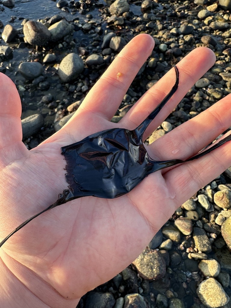 Little Skate in January 2024 by conservationviking · iNaturalist