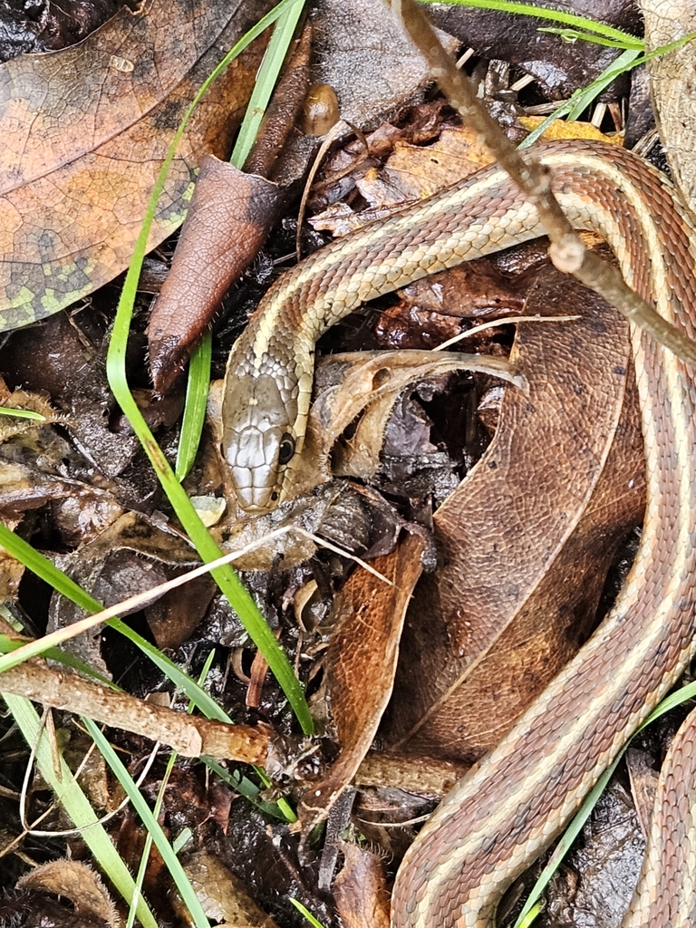 Western Terrestrial Garter Snake in January 2024 by mkh10 · iNaturalist