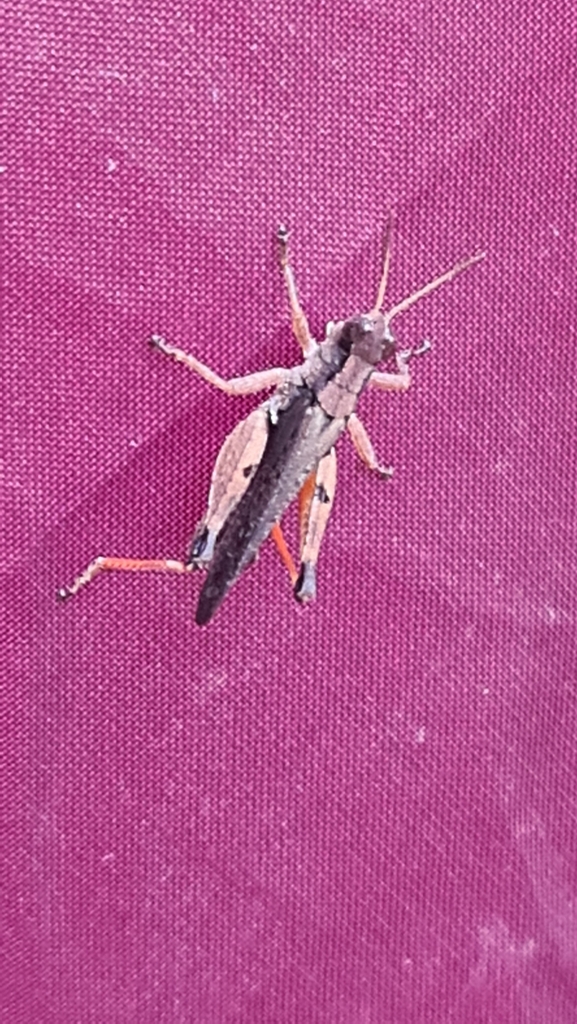 Wingless Grasshopper from Mongans Bridge VIC 3691, Australia on January ...