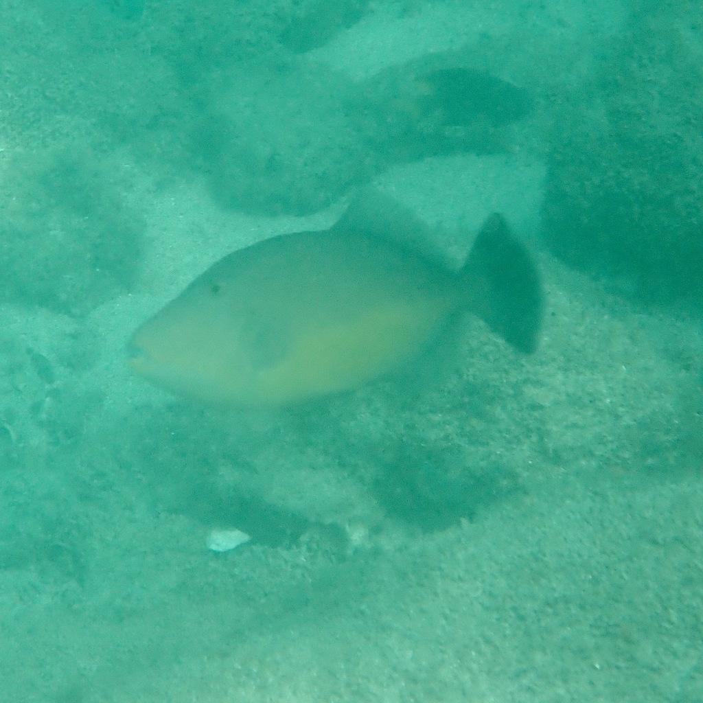 Orangeside Triggerfish from Zihuatanejo de Azueta, Guerrero, Mexico on ...
