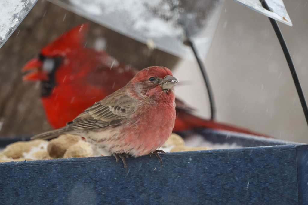 House Finch in January 2024 by tiller · iNaturalist