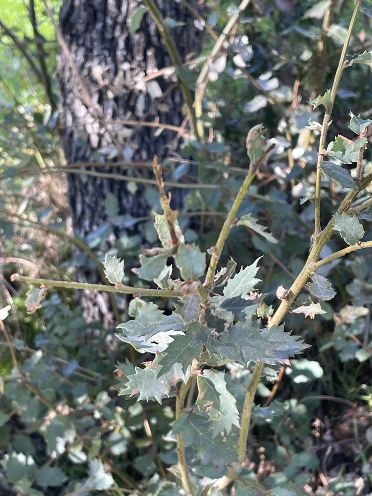 Ewan's Oak from Dunsmere Rd, Glendale, CA, US on January 12, 2024 at 12 ...