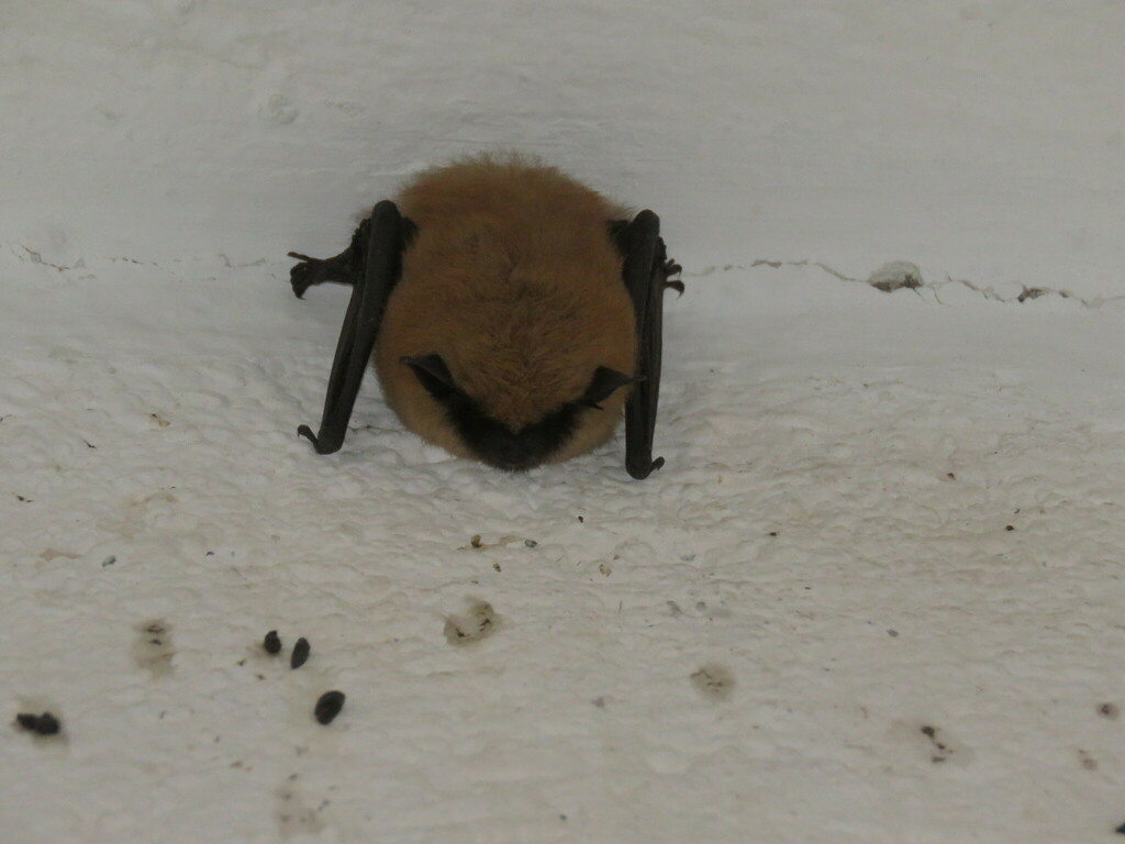 California Myotis from 37915 San Pedro de los Pozos, Gto., México on ...