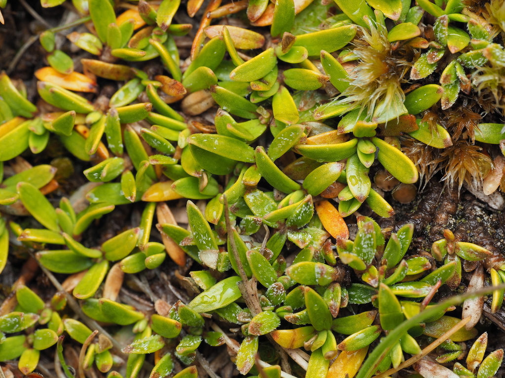 Turfy Coprosma from Cass field station, Selwyn, Canterbury, South ...