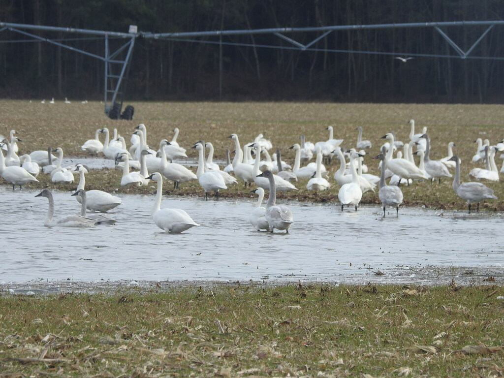 Tundra Swan from Caroline County, MD, USA on January 12, 2024 at 02:30 ...
