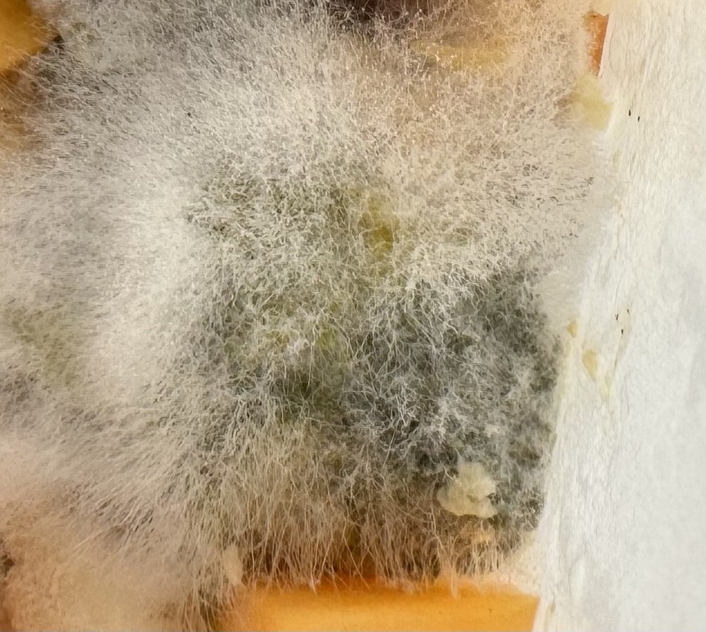 Fungi Including Lichens from New Plymouth, NZ-TK, NZ on January 13 ...