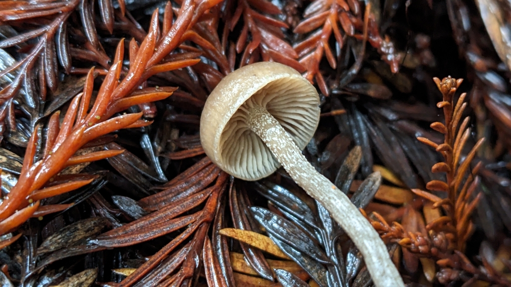 Myochromella from Ridgewood, CA 95503, USA on January 12, 2024 at 10:41 ...