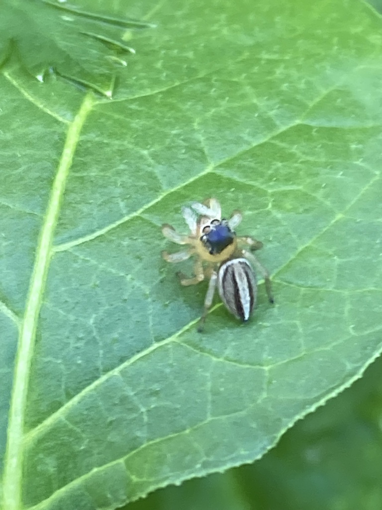 White Garland House Hopper from Burraneer Rd, Coomba Park, NSW, AU on ...