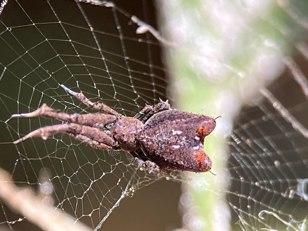 Hackled Orbweavers from Garvebhavi Palya, Bengaluru, KA, IN on January ...