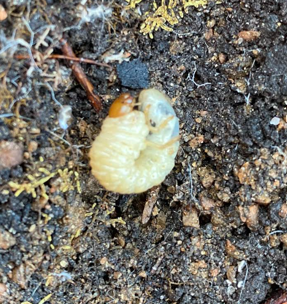 Japanese Beetle from 2618 Alan Lake Ln, Spring, TX 77388, USA on ...