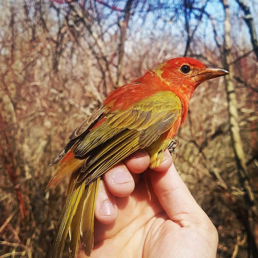 Summer Tanager from Port Rowan, ON, Kanada on May 3, 2018 by ...