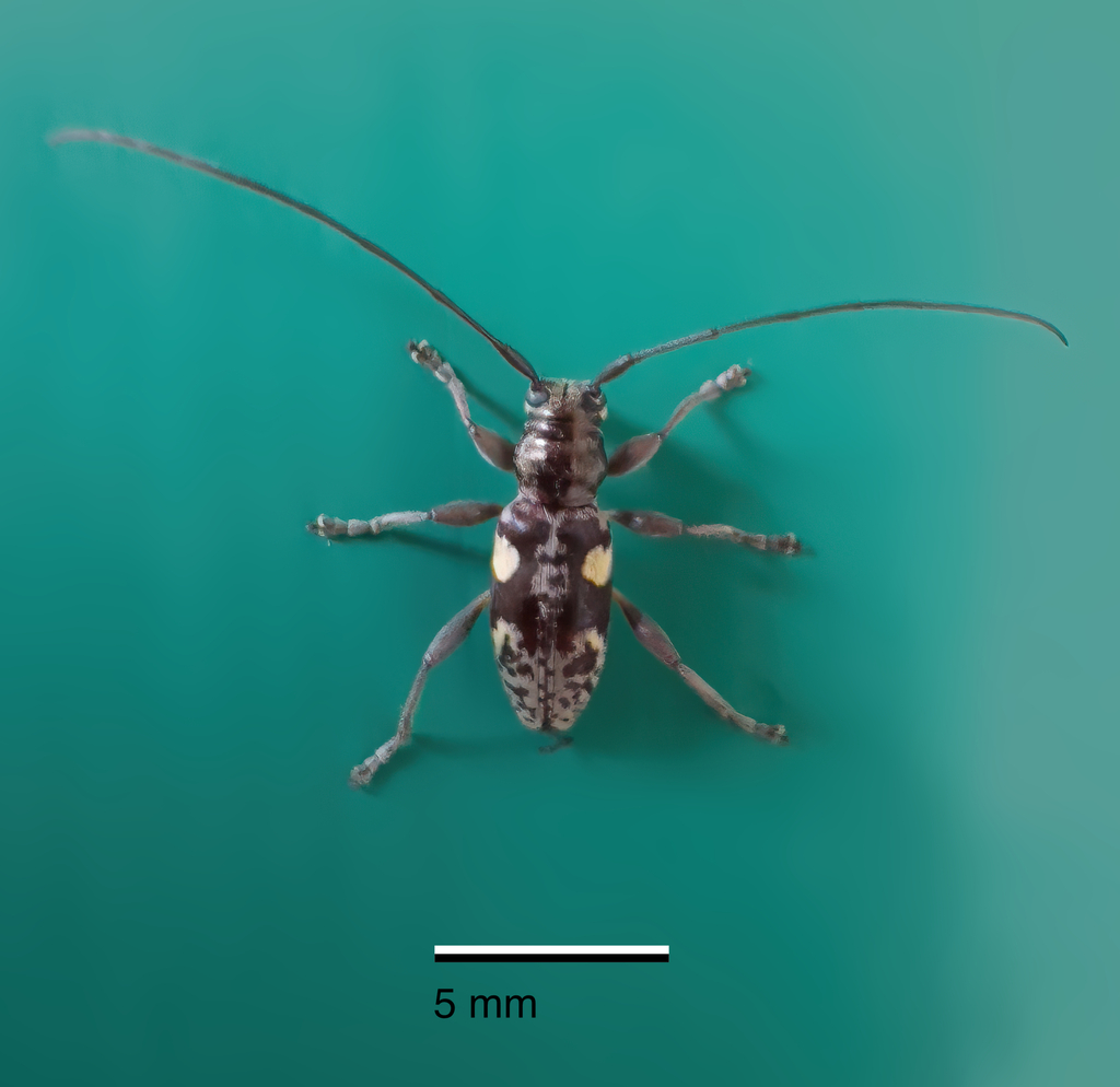 Stenellipsis bimaculata from Stokes Valley, Lower Hutt 5019, New ...