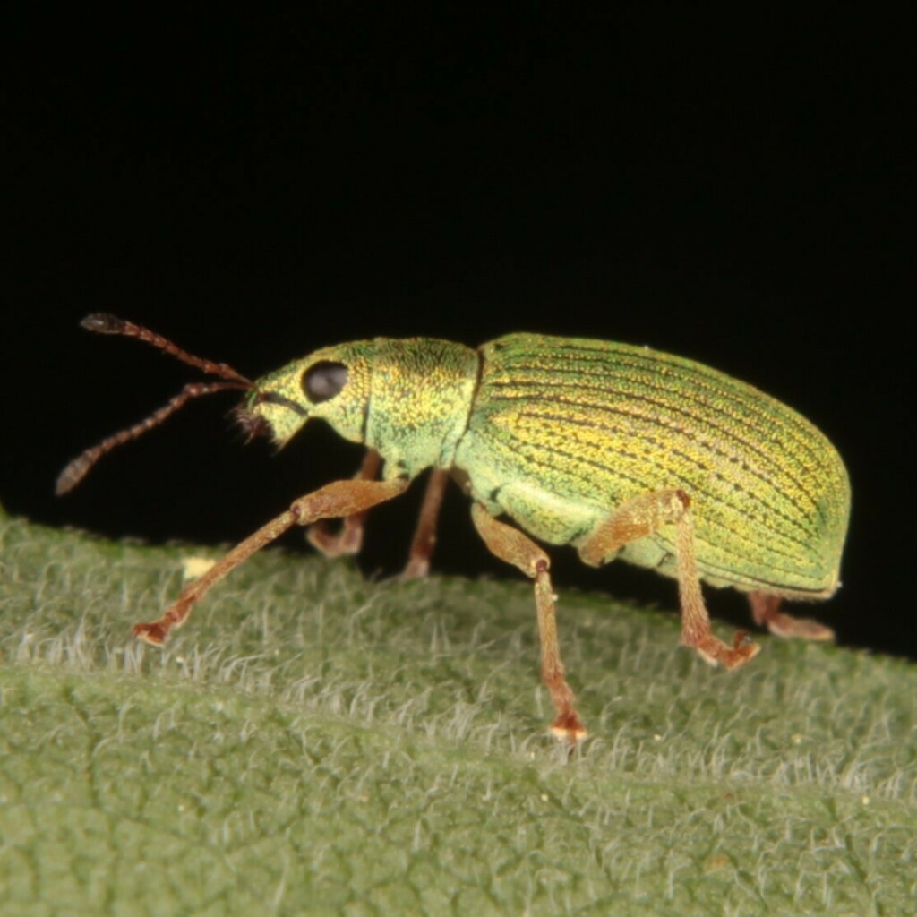 Green Immigrant Leaf Weevil from Clare County, MI, USA on June 13, 2023 ...