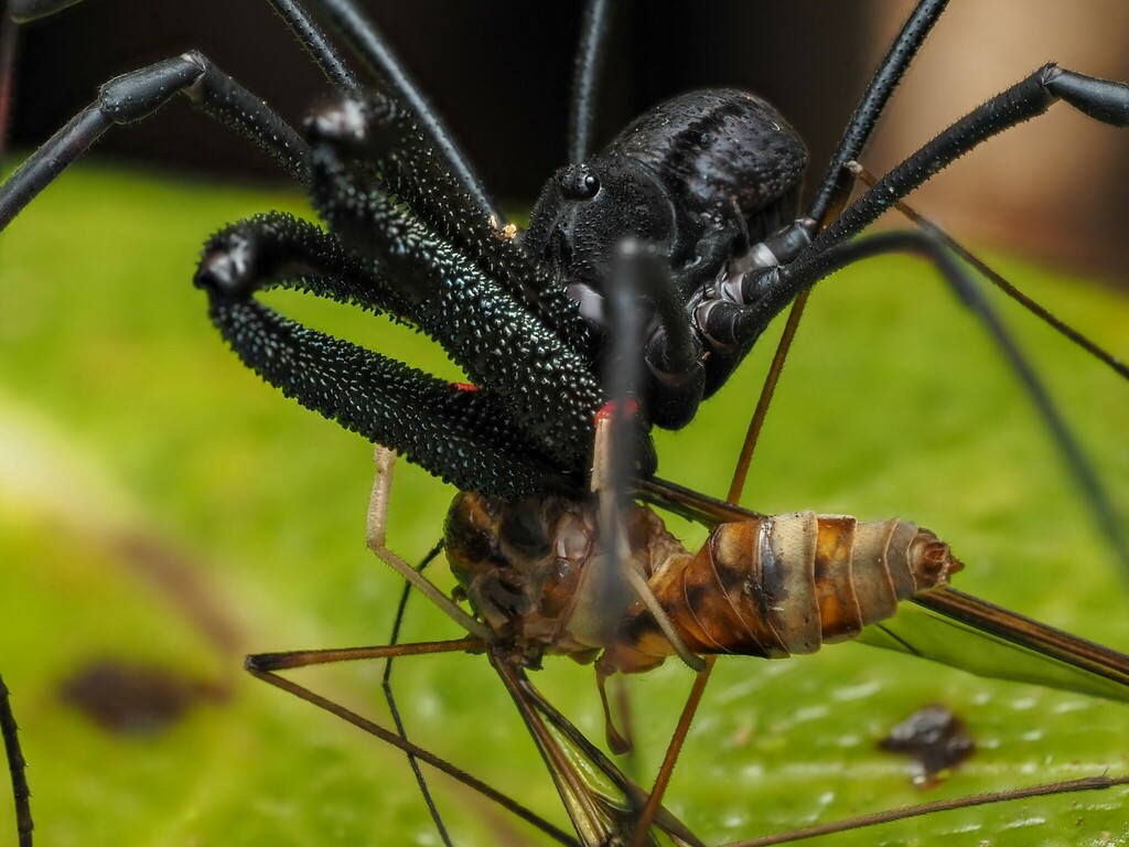 Forsteropsalis inconstans from Stratford District, Taranaki, New ...
