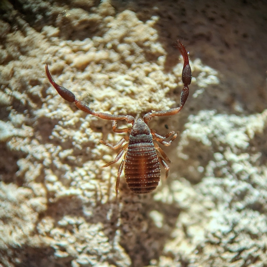 Cheliferidae in January 2024 by Leif · iNaturalist
