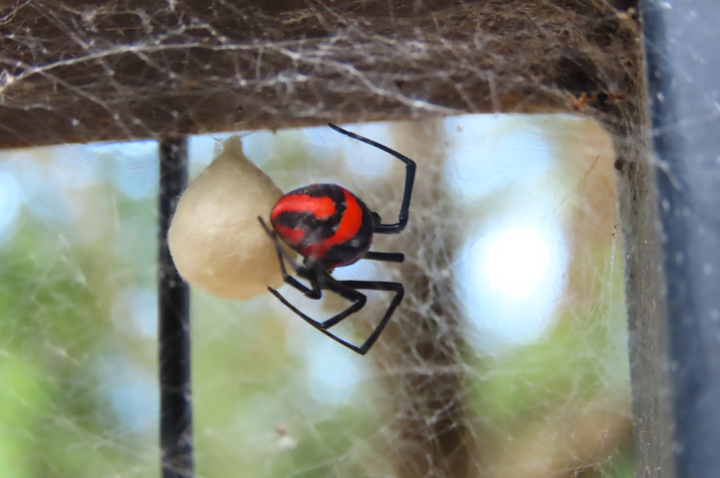Latrodectus corallinus from General Güemes Department, Chaco Province ...