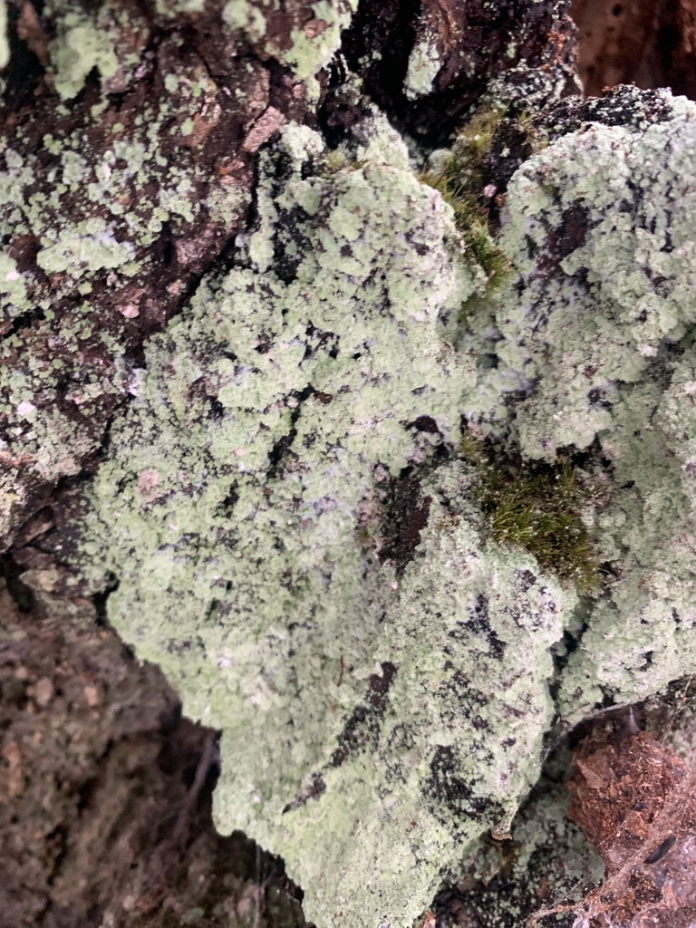Fluffy Dust Lichen from Park St, Ashland, OR, US on January 12, 2024 at ...