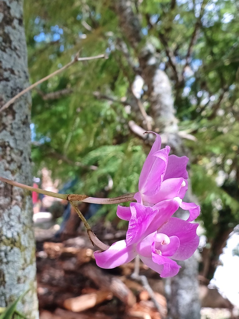 Laelia autumnalis in December 2023 by Selene Rangel Landa · iNaturalist