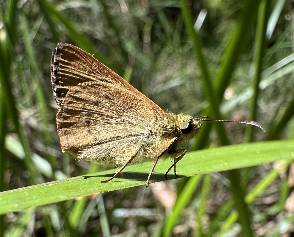 Bright Shield-skipper in January 2024 by Nick Bradsworth · iNaturalist