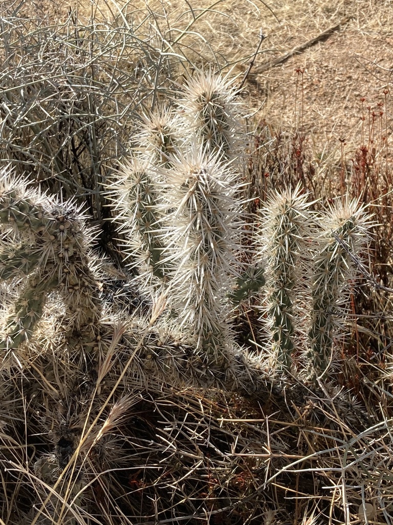 Silver Cholla from Joshua Tree National Park, Desert Hot Springs, CA ...