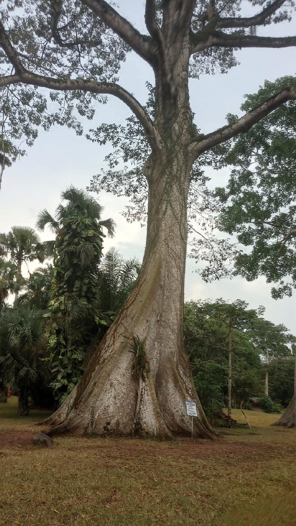 Kapok Tree from Aburi, Ghana on January 8, 2024 at 03:41 PM by Michael ...