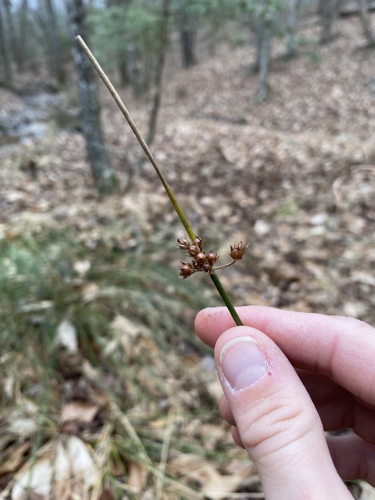 Leathery Rush from Warsaw, VA, US on January 12, 2024 at 04:14 PM by ...