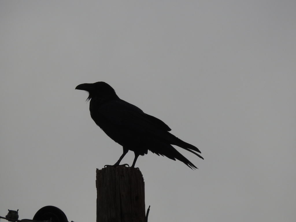 Common Raven from Cave Creek, AZ 85331, USA on January 1, 2024 at 12:20 ...