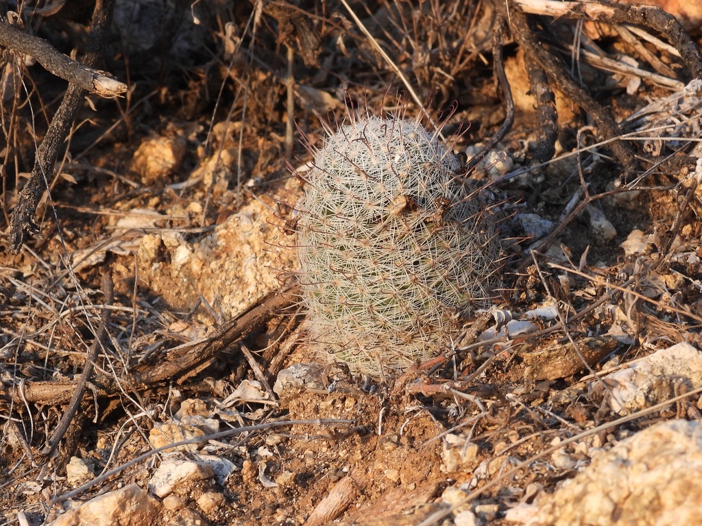 Graham's nipple cactus from Coronado National Forest, Tucson, AZ, US on ...