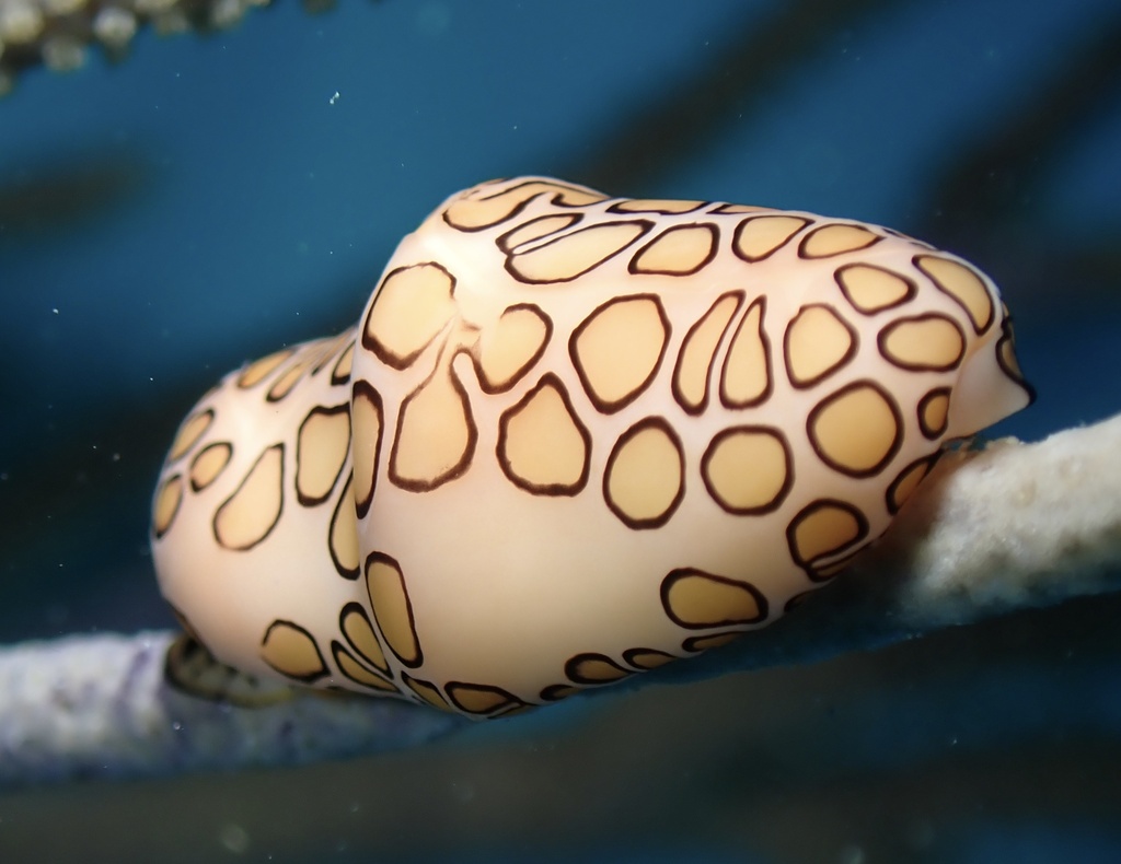 Flamingo Tongue Snail from Corinaso Cove, Guantánamo, CU on January 11 ...