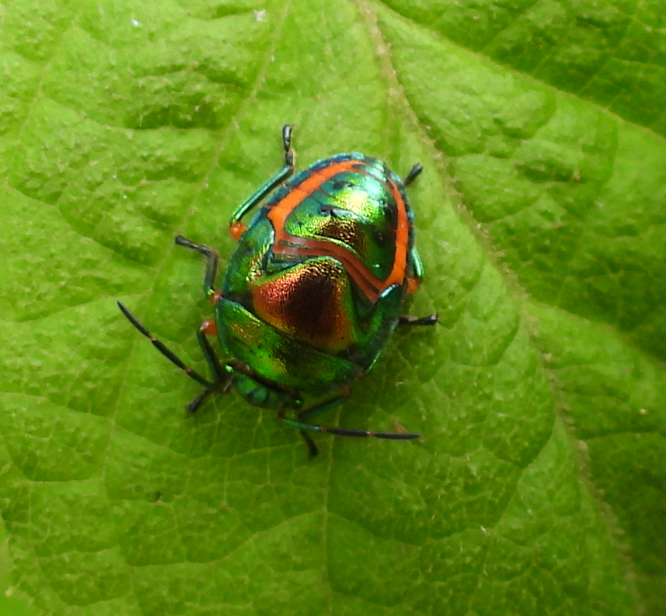 Green Jewel Bug from Ross Road Park, Upper Kedron QLD 4055, Australia ...