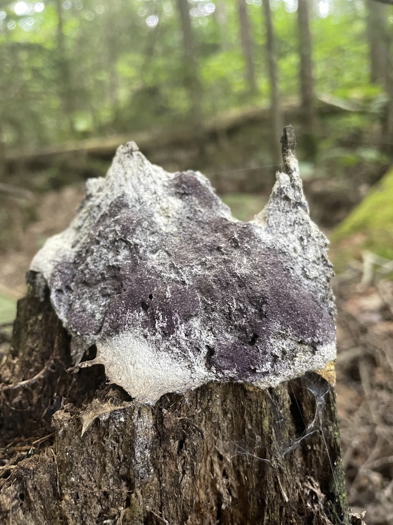 Nectriopsis violacea from The Adirondack Park, Lake Placid, NY, US on ...