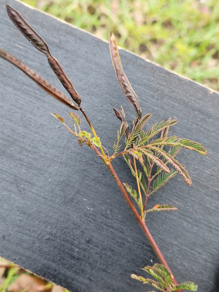 sensitive pea from St. Petersburg, FL 33702, USA on January 12, 2024 at ...