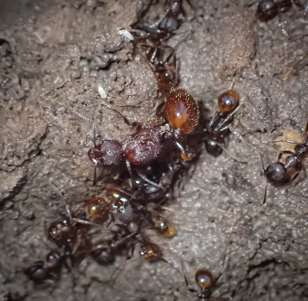 Tawny Collared Ant from Neosho Township, MO, USA on January 11, 2024 at ...