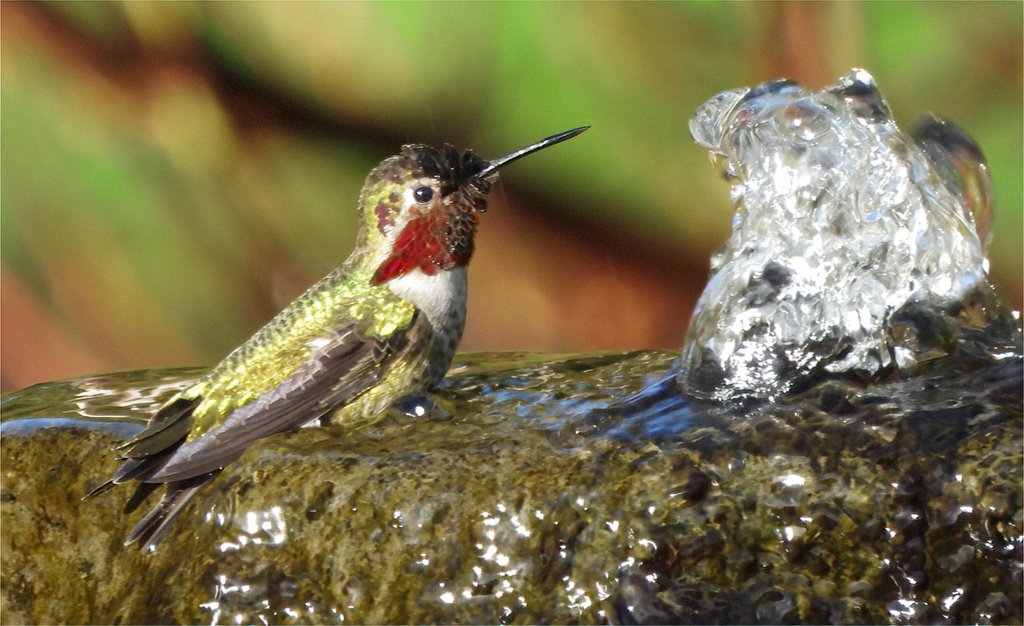 Anna's Hummingbird from Fort Clatsop Road on January 11, 2024 at 10:54 ...