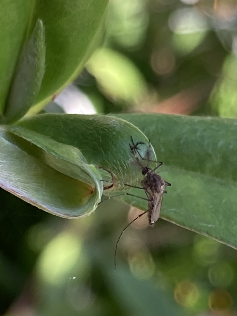 Aedes vigilax from Burraneer Rd, Coomba Park, NSW, AU on January 13 ...