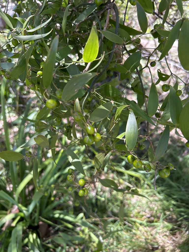 Wombat Berry from Blue Mountains National Park, Blue Mountains National ...
