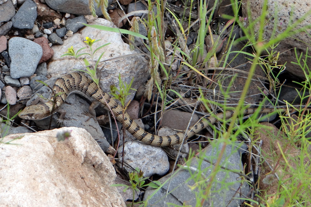 Arizona Alligator Lizard from Gila National Forest, Silver City, NM ...