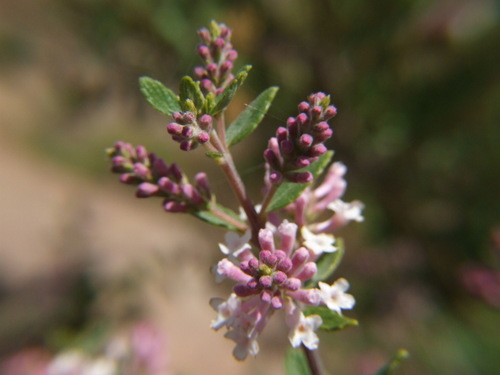 Aloysia spathulata · iNaturalist