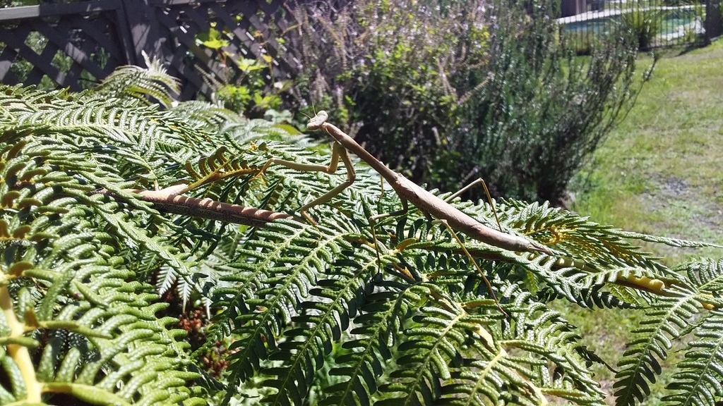Australian Stick Mantis from Coomba Park NSW 2428, Australia on October ...