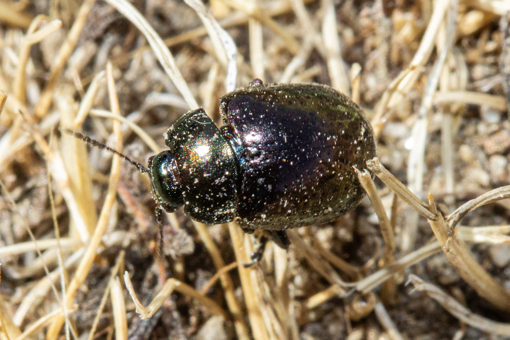 Saint John's Wort Beetle from Cromwell, New Zealand on January 12, 2024 ...