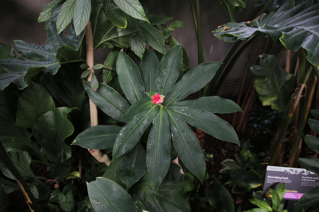 Curcuma ornata from Cheesman Park, Denver, CO, USA on January 7, 2024 ...