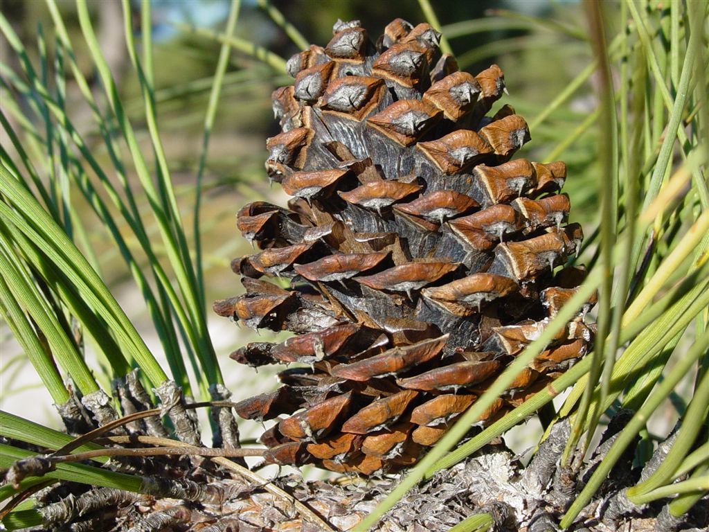 Pine Cone Identification