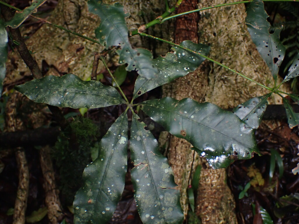 plants from Mount Glorious QLD 4520, Australia on January 12, 2024 at 04:01 PM by Auradyme ...